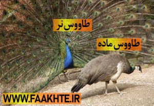 پرورش طاووس در ایران – دستگاه جوجه کشی فاخته